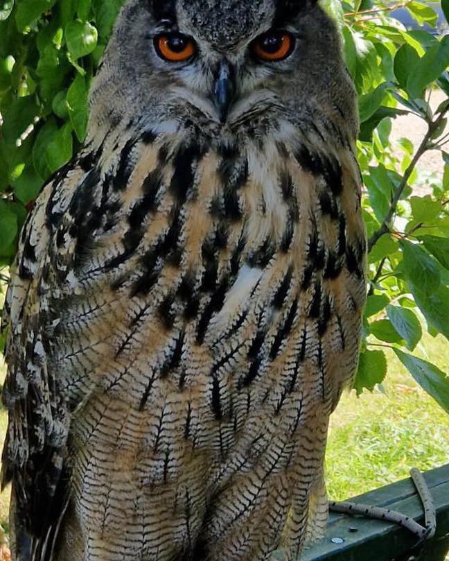 #1 Woolsey’s Miniature Railway & The Boo Hoo Owl Sanctuary (4-6 May ...